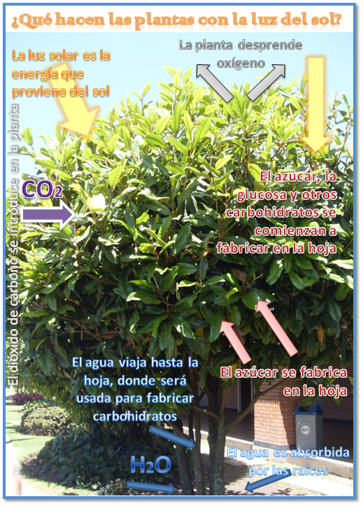 BIOLOGIA 094: ¿Como emplean las plantas la luz del sol?