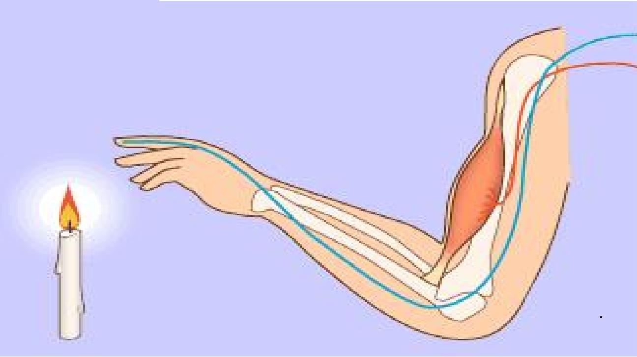 Elisamf: El sistema nervioso