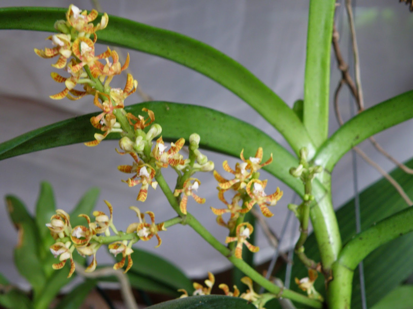 Orchidee: Acampe ochracea