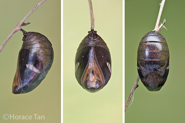Butterflies of Singapore: Life History of the Blue Nawab
