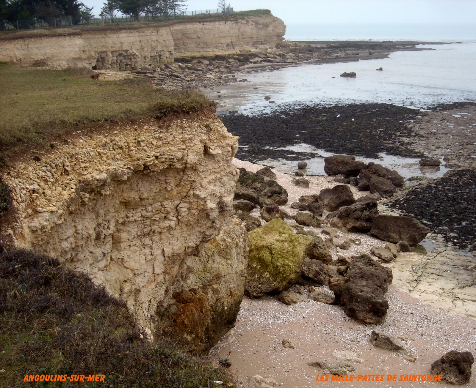 LES MILLE-PATTES DE SAINTONGE: ANGOULINS-SUR-MER en CHARENTE-MARITIME