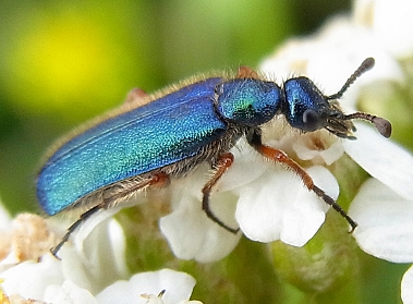 Variety of Life: Meloidae