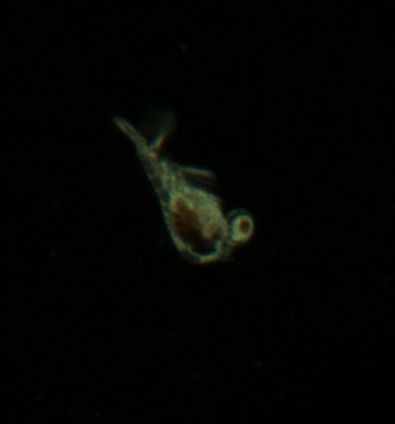 Charismatic Microfauna: The Video Plankton Recorder