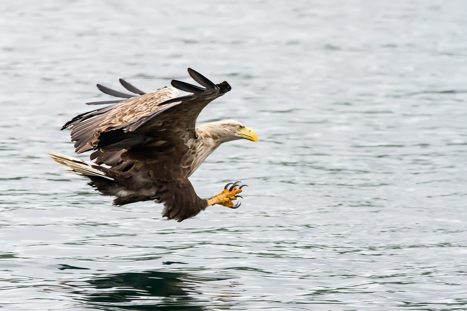 Neil's Bird photography