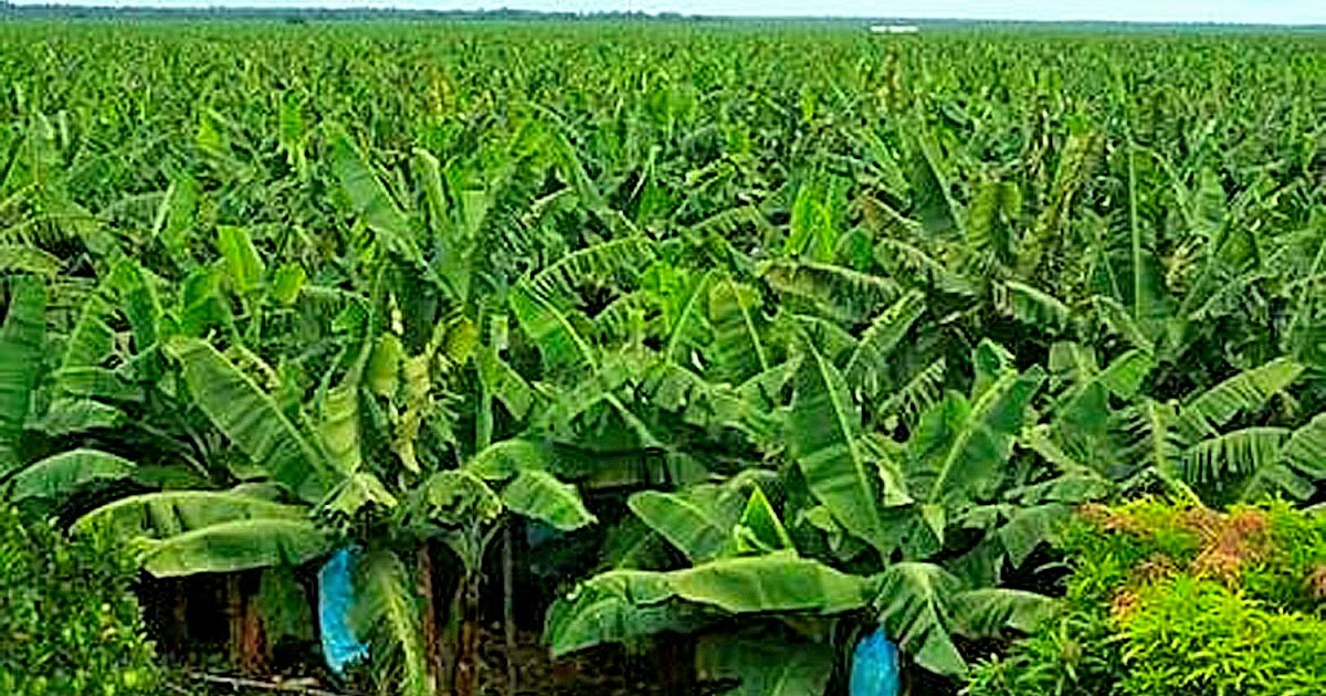 Mataasnakahoy: Recovering from the Abaca Decline in the 1920s ...