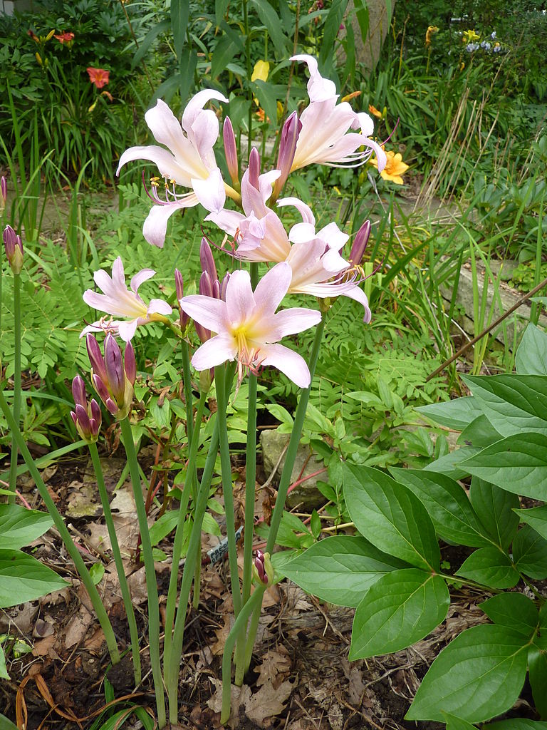 Earth and Space News: Surprise Lily Lycoris squamigera: Sudden Pink ...
