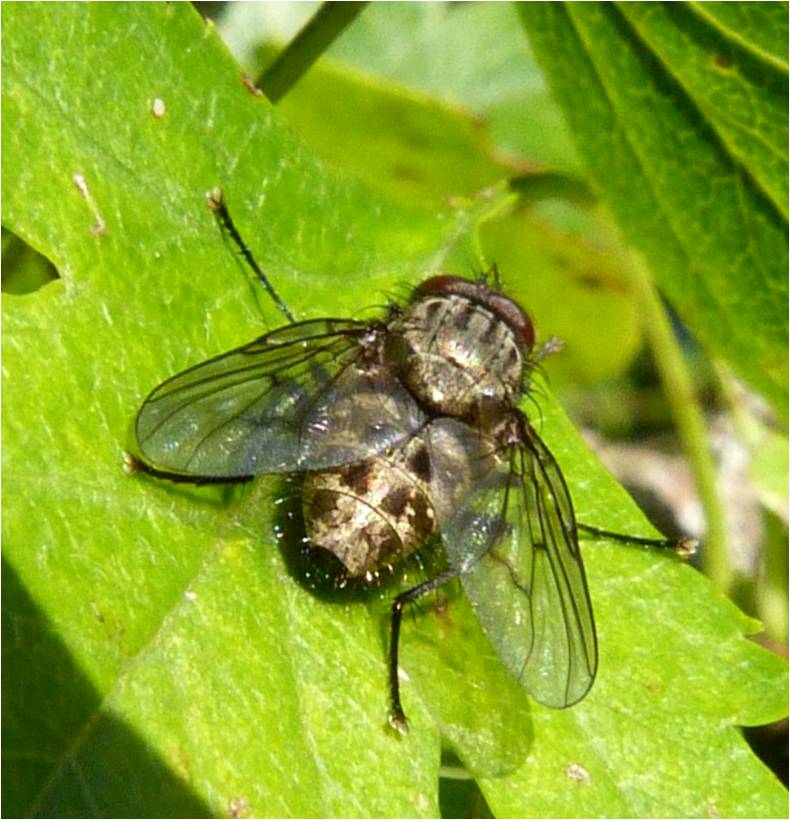 Insects of Scotland: Other Flies/Picture-wing Flies