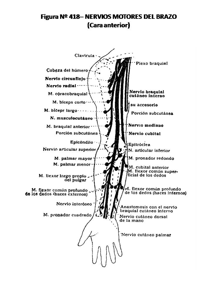 ATLAS DE ANATOMÍA HUMANA: 418. NERVIOS MOTORES DEL BRAZO, CARA ANTERIOR.