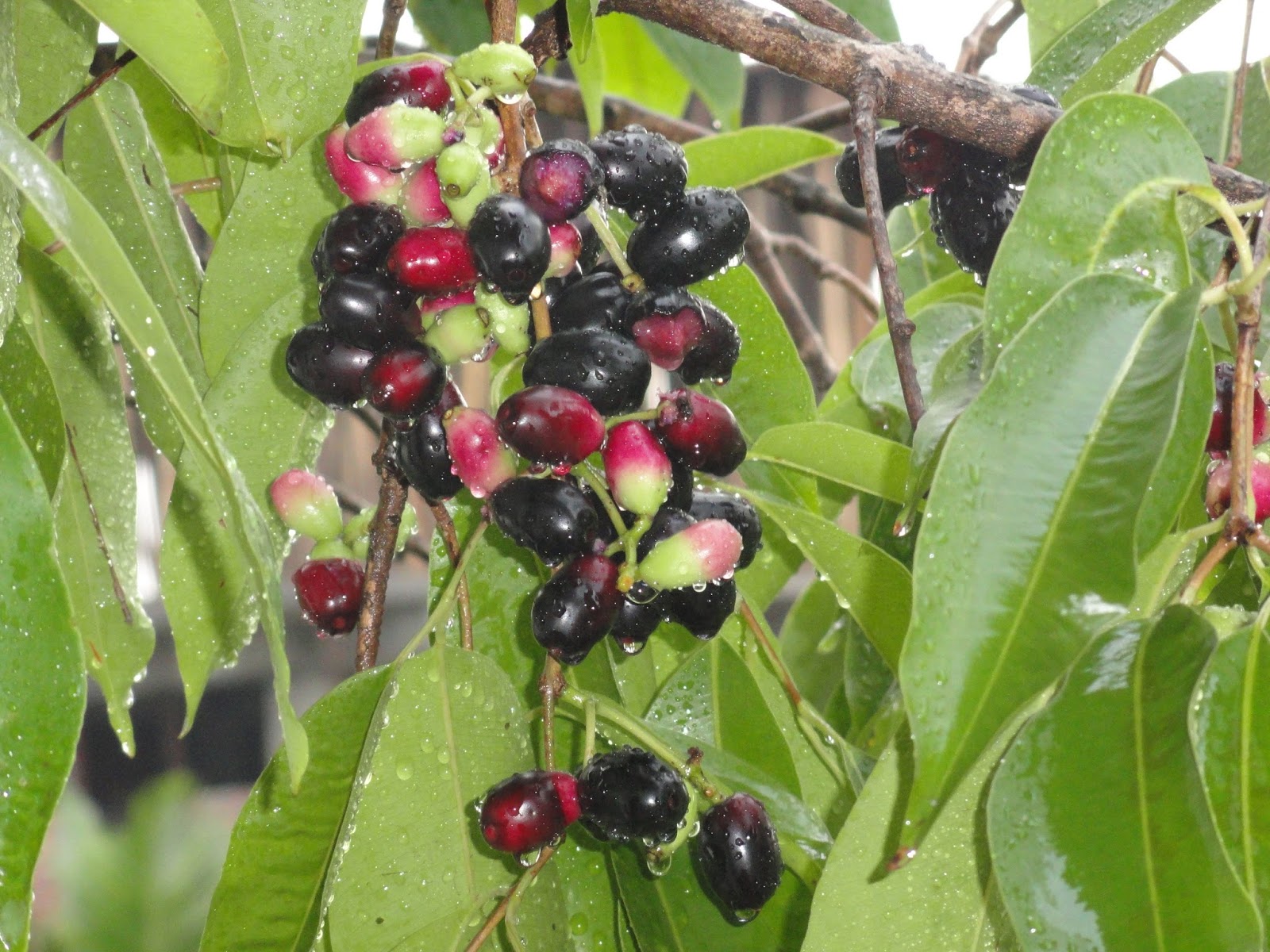 Jamelão - Syzygium cumini