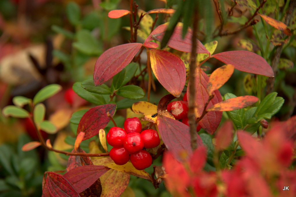 Jussin matkassa: Ruoppaköngäs ja Keimiöjärvi