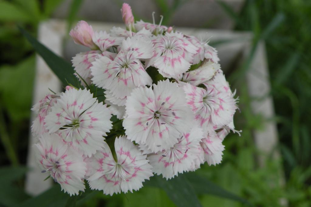 hand made: Garofite chinezesti