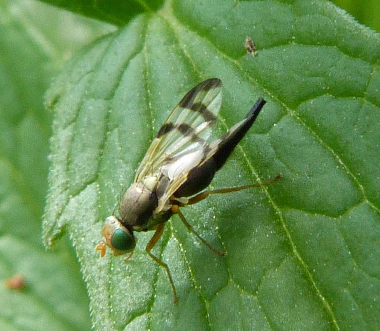 Insects of Scotland: Other Flies/Picture-wing Flies