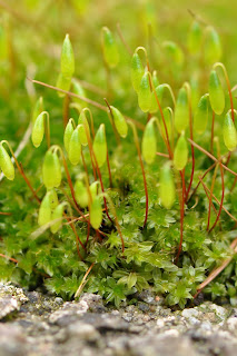 Bryophytes of Central and Northern Europe: Bryum capillare