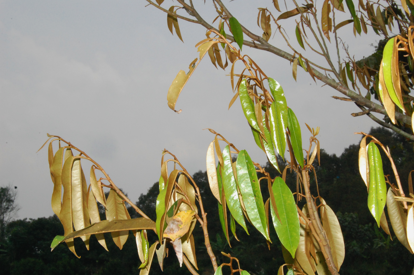 Durian Info: Botany of The Common Durian