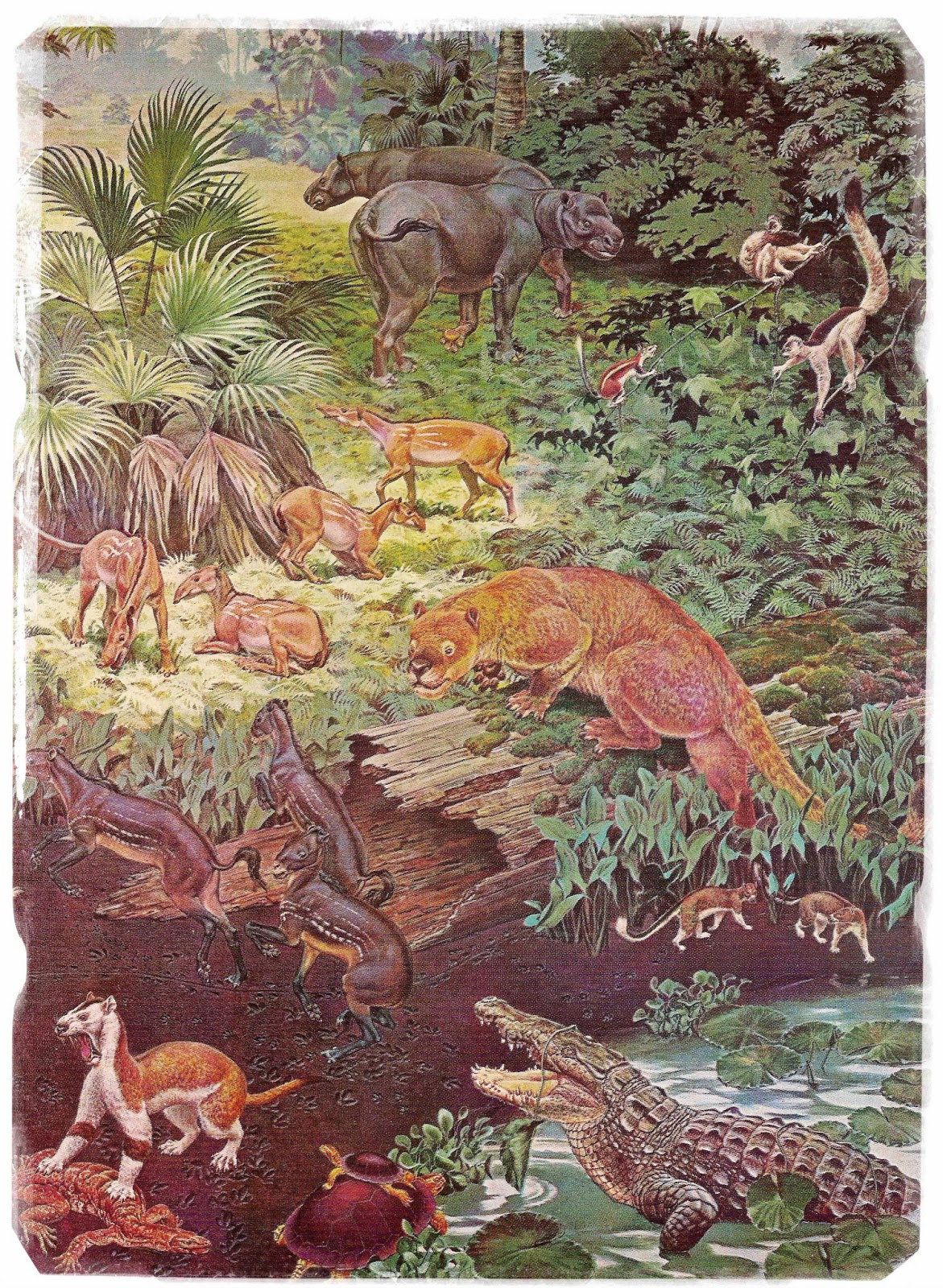 Oligocene Plants And Animals