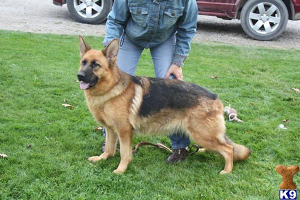 German Shepherd Mi | Dog German Shepherds