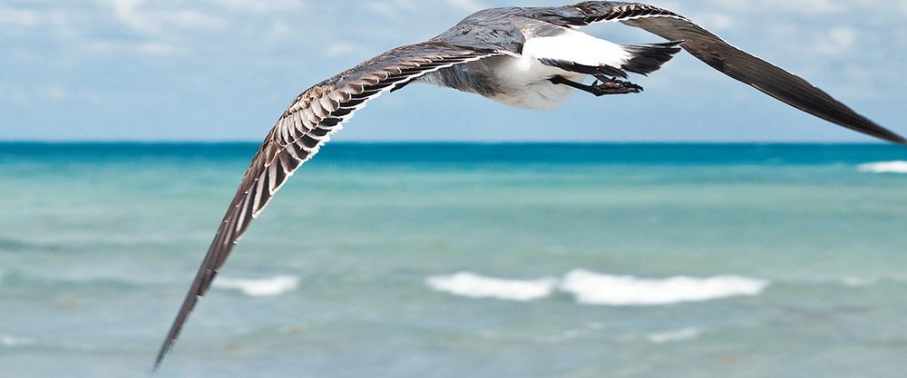 Radu Saizu: Pescarusul