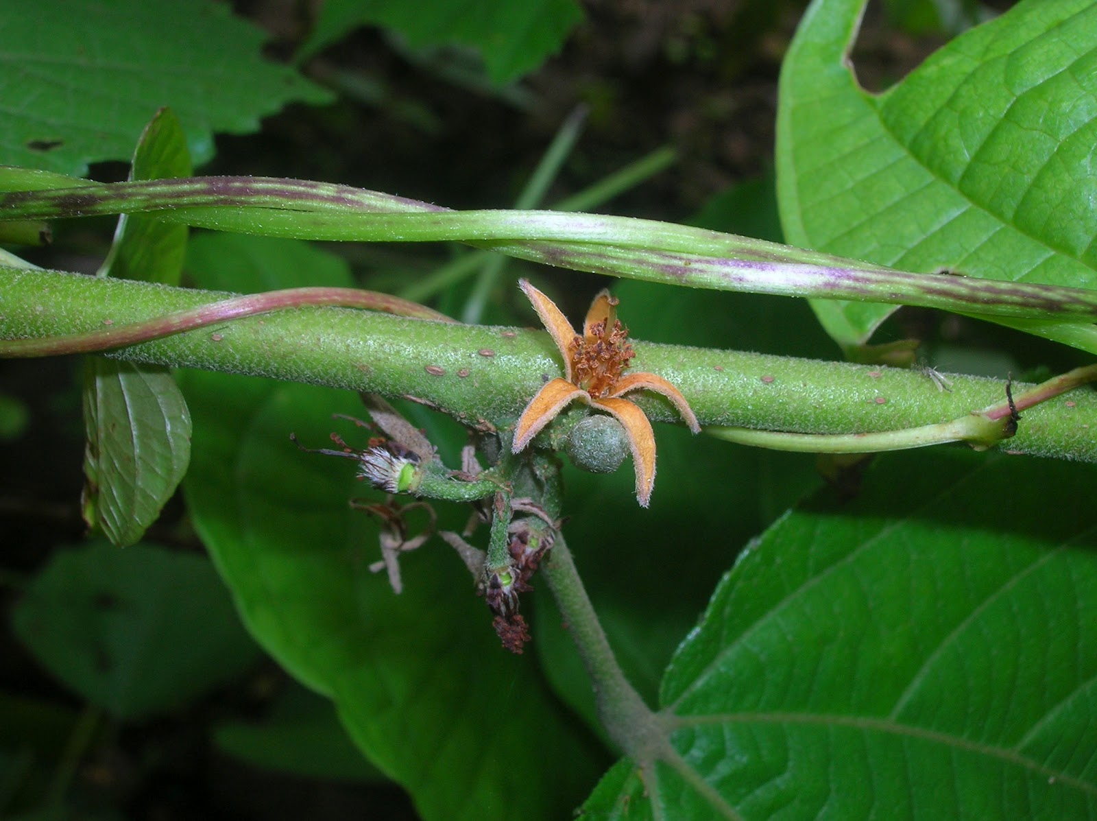 WWF-MSO: Nisargayan, 22 July, 2012 - Report