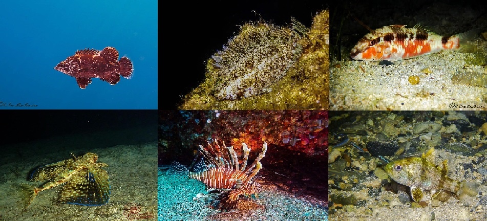 Biodiversity of Cyprus by NGO Protection of the Natural Heritage and ...