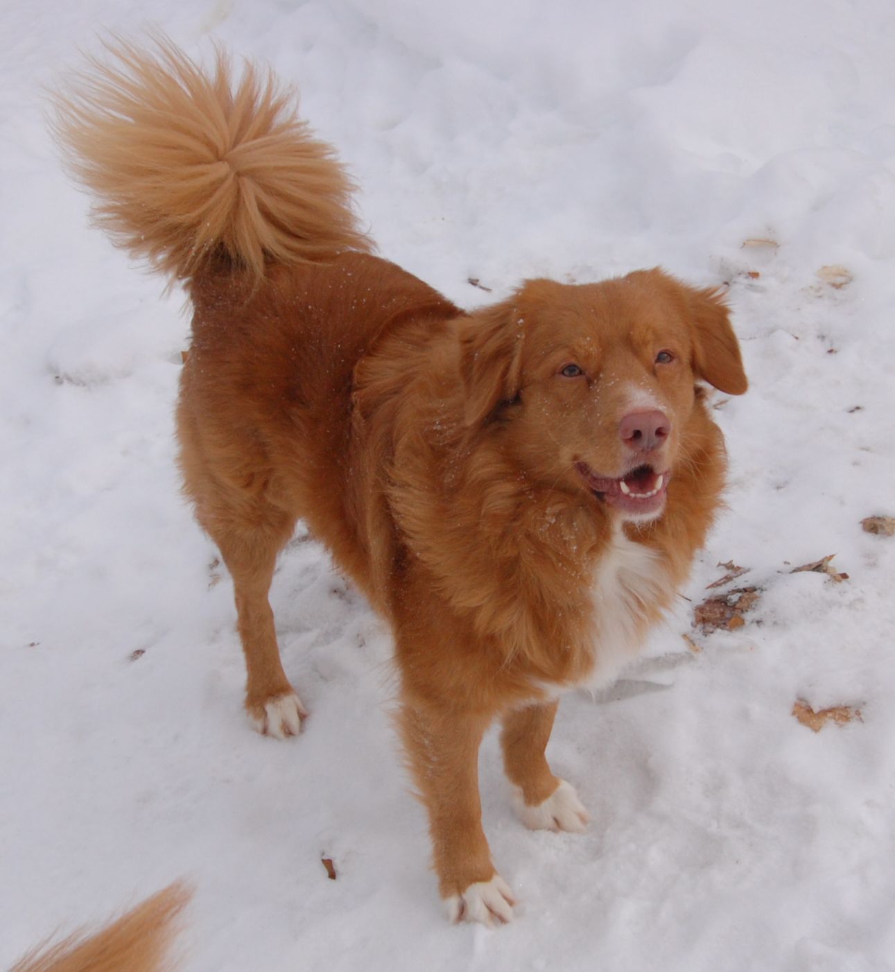 Nova Scotia Duck Toller Puppies: Show Quality Male- Nakusp, BC