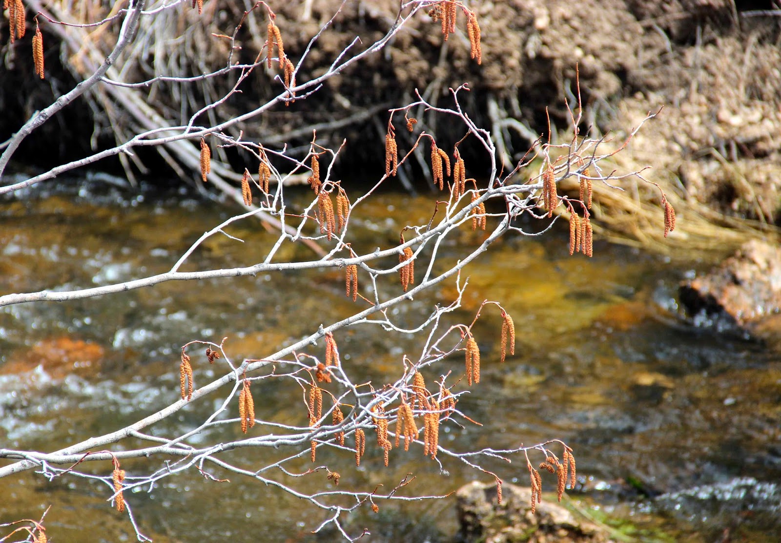 In the Company of Plants and Rocks: Are you an alder or a birch?