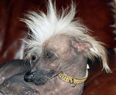 aedan janelle: The Chinese Crested Dog