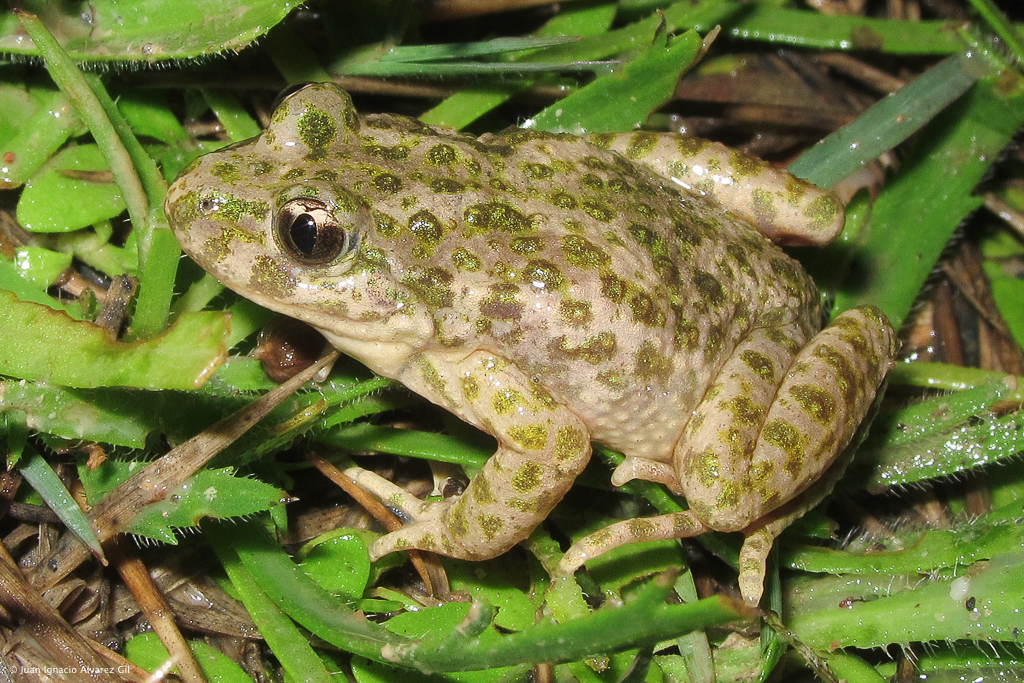 Sapillo Moteado Ibérico (Pelodytes ibericus)