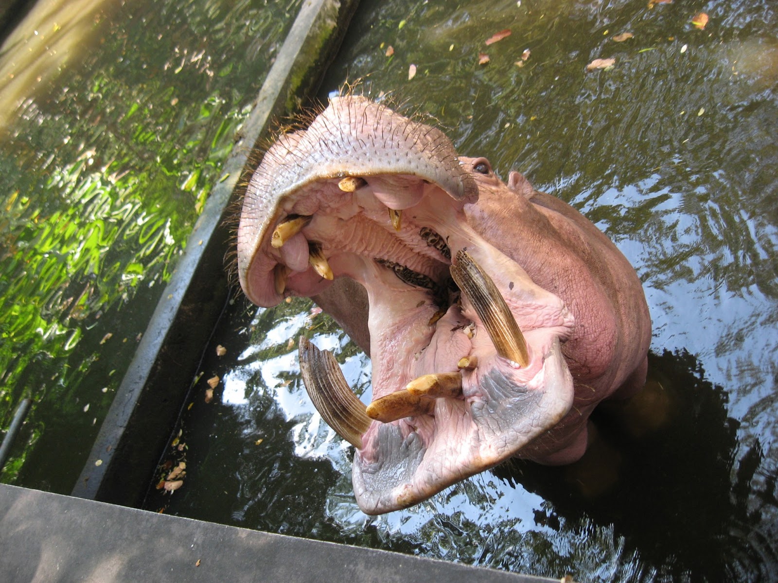 Seoul Far Away: Hippopotamus