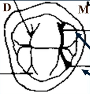 morfologia dental : morfologia