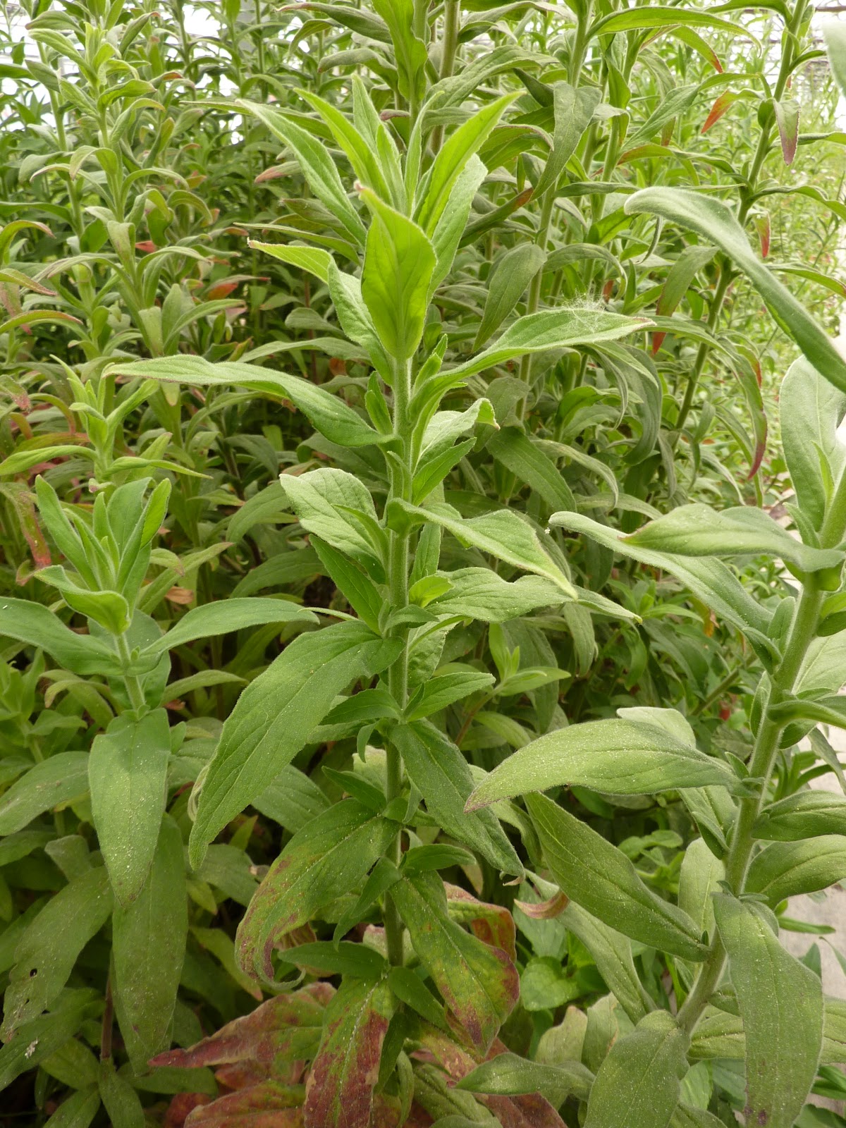 P1030124.JPG (1200×1600) | Plantas medicinales, Plantas medicinales ...