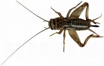 El Arte de la Estrategia: Dinero, motosierra y explosivos en la jaula ...