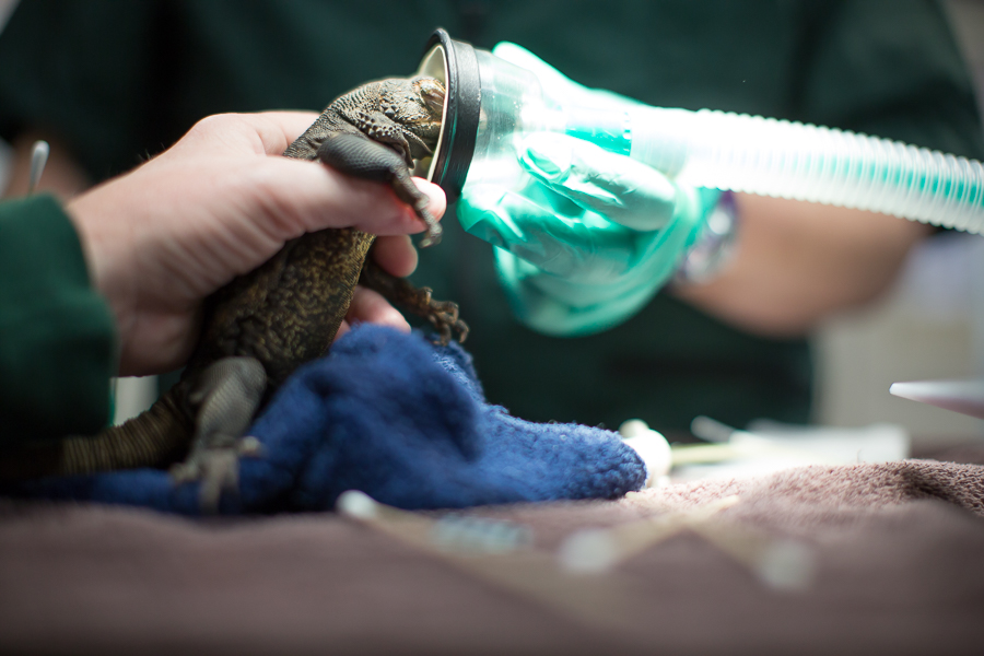 Zoo vets perform surgery on lizard that weighs less than one pound