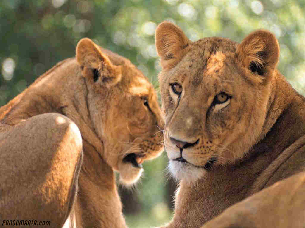 Los animales salvajes: El león