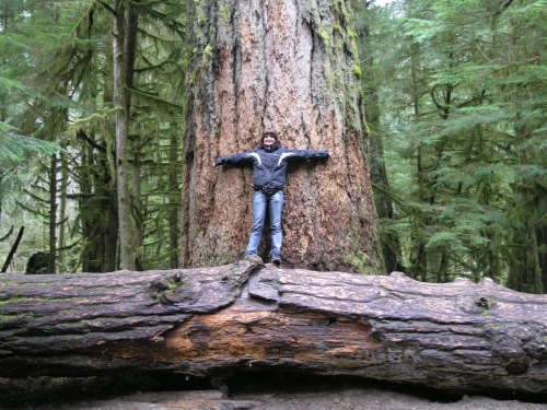 Vancouver Island Big Trees: 400 Foot Coastal Douglas-fir Giants Gone ...