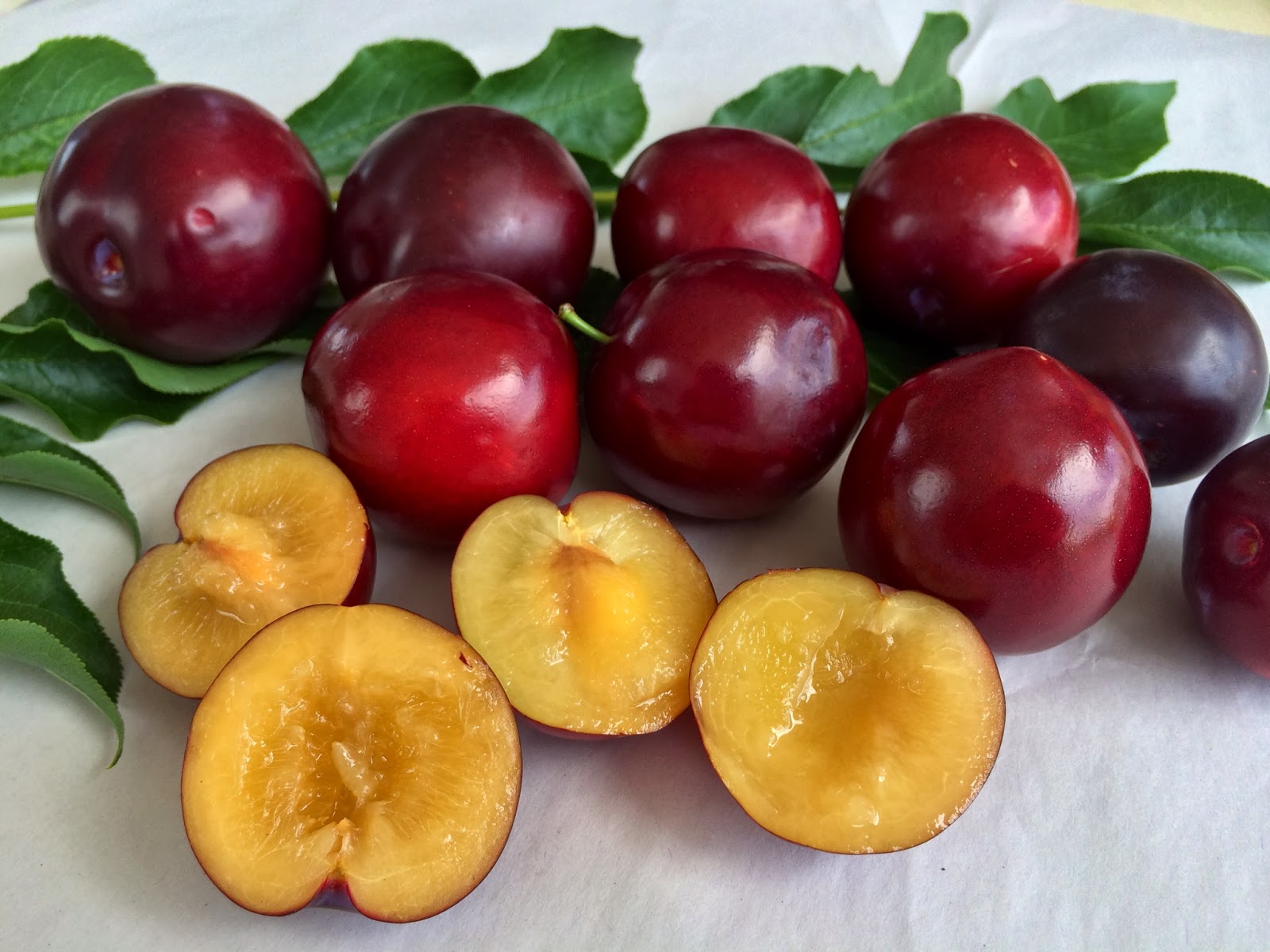 Daleys Fruit Tree Blog: Gulf Ruby Plum