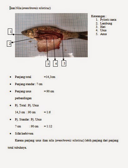 Laporan Ikhtiologi " Sistem Pencernaan Ikan"