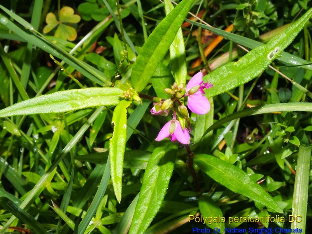 Medicinal Plants: Polygala persicariifolia, Knotweed Leaved Milkwort