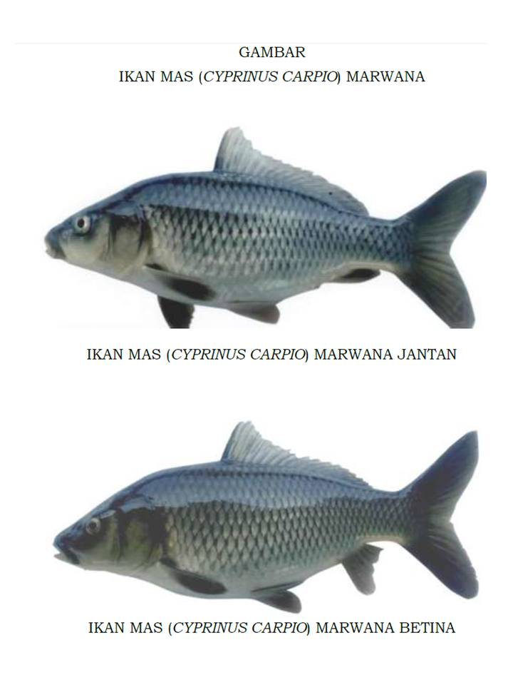 KOMUNITAS PENYULUH PERIKANAN: SOSIALISASI PELEPASAN IKAN MAS (CYPRINUS ...