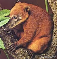 A DIVERSIDADE DO MUNDO ANIMAL: O QUATI