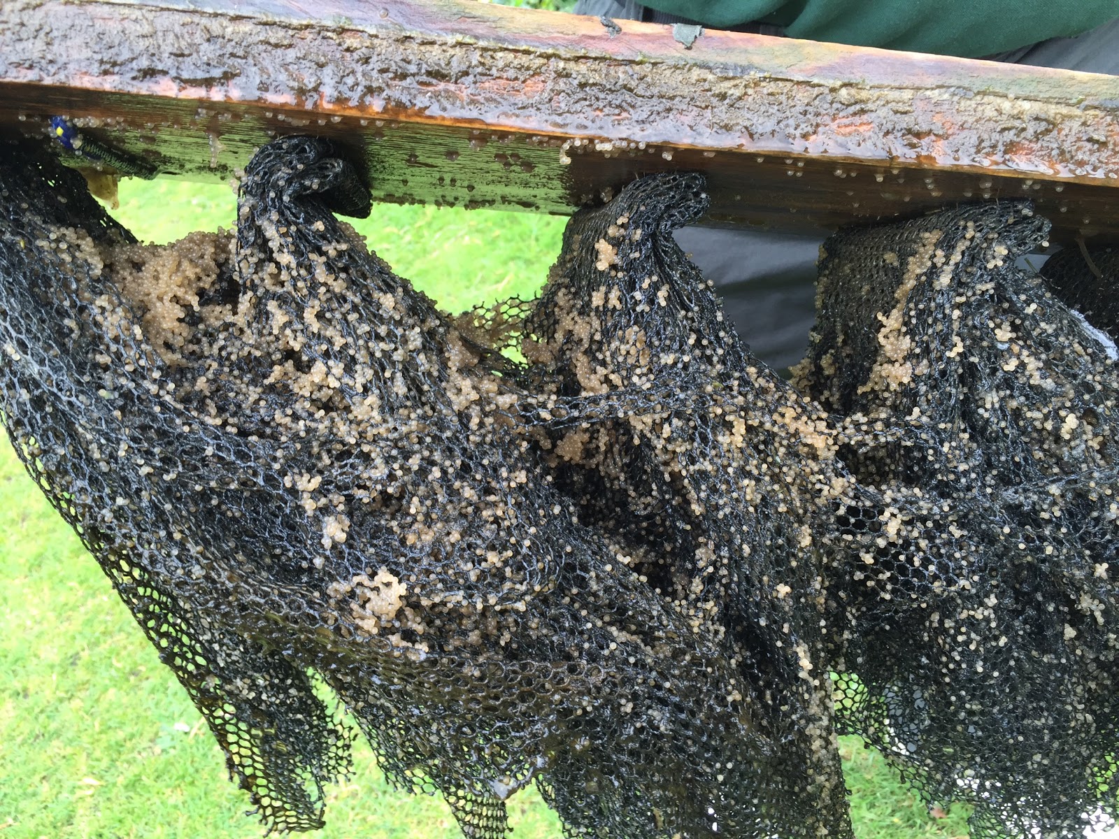 Avon Roach Project: Spawning and Hatching - May 2016