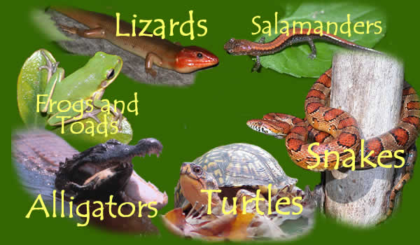 OMICS Publishing Group: Ornithology & Herpetology