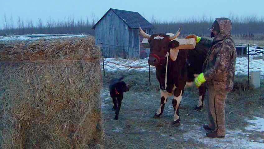 storybrookeripples: ox and dog blog: To Make a Single Ox Yoke, Part 8