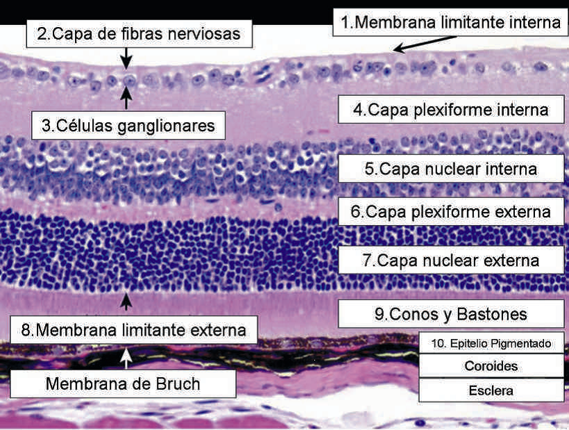 FISIOLOGÍA DE LA RETINA: CAPAS DE LA RETINA