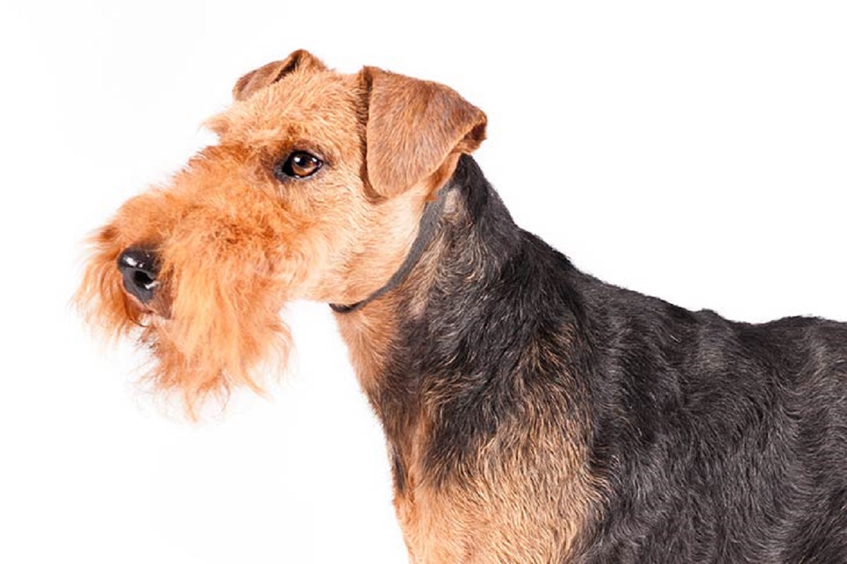 Welsh Terrier Dogs - Doglopedix