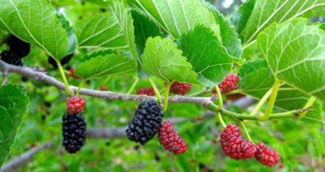 Tanaman Arbei - Perumperindo.co.id