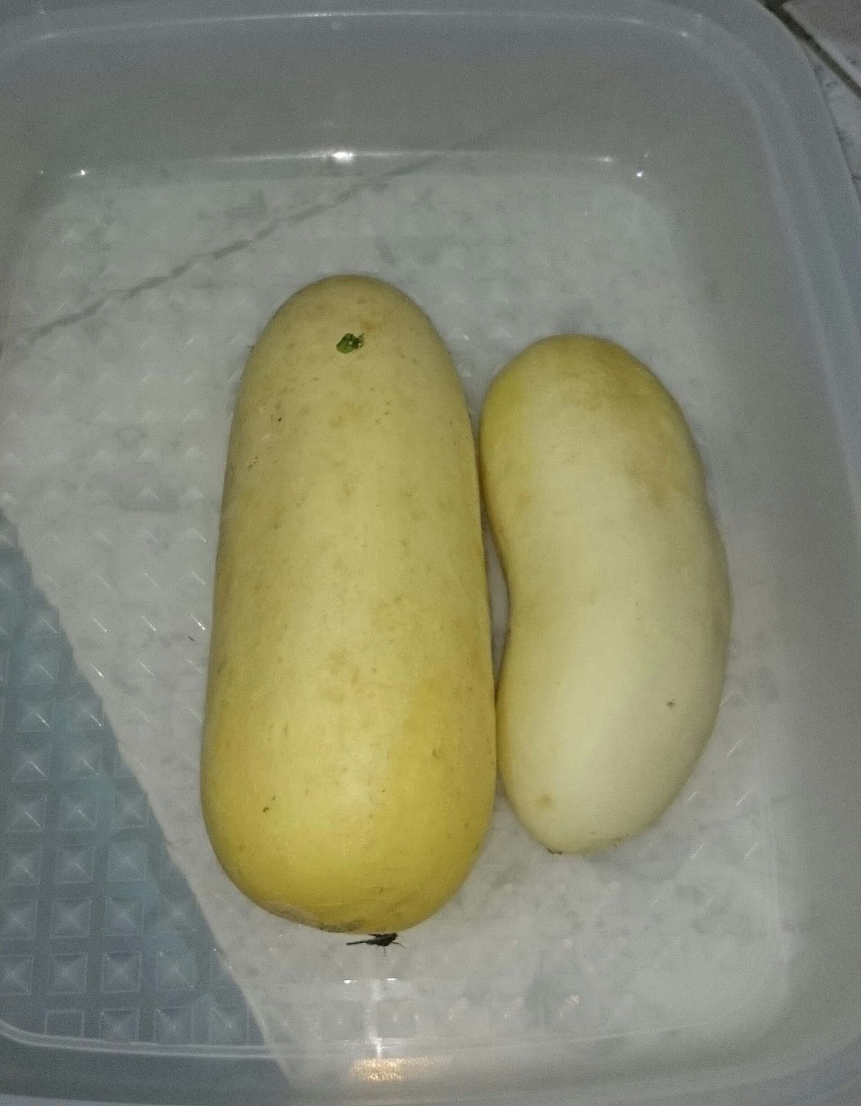 cara bertani : PANDUAN MENUAI BENIH TIMUN MINI DARI BUAH MATANG