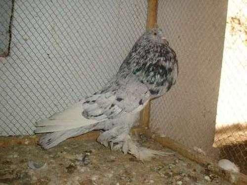 laky fancy and daby fancy kabootar - Kabootar Bazi in Pakistan