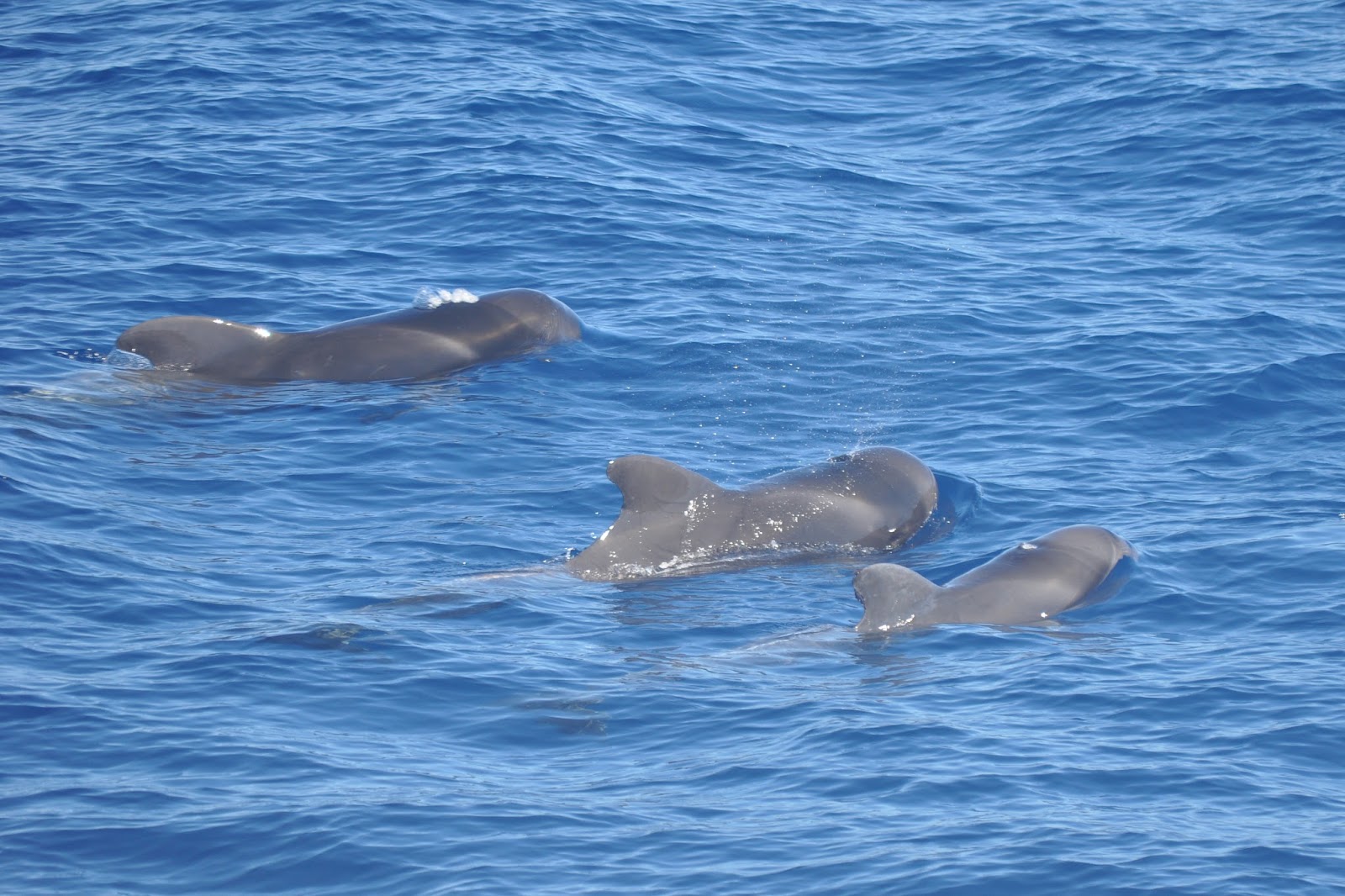 ZOOTOGRAFIANDO (6.096 ANIMALS): CALDERÓN TROPICAL / SHORT-FINNED PILOT ...