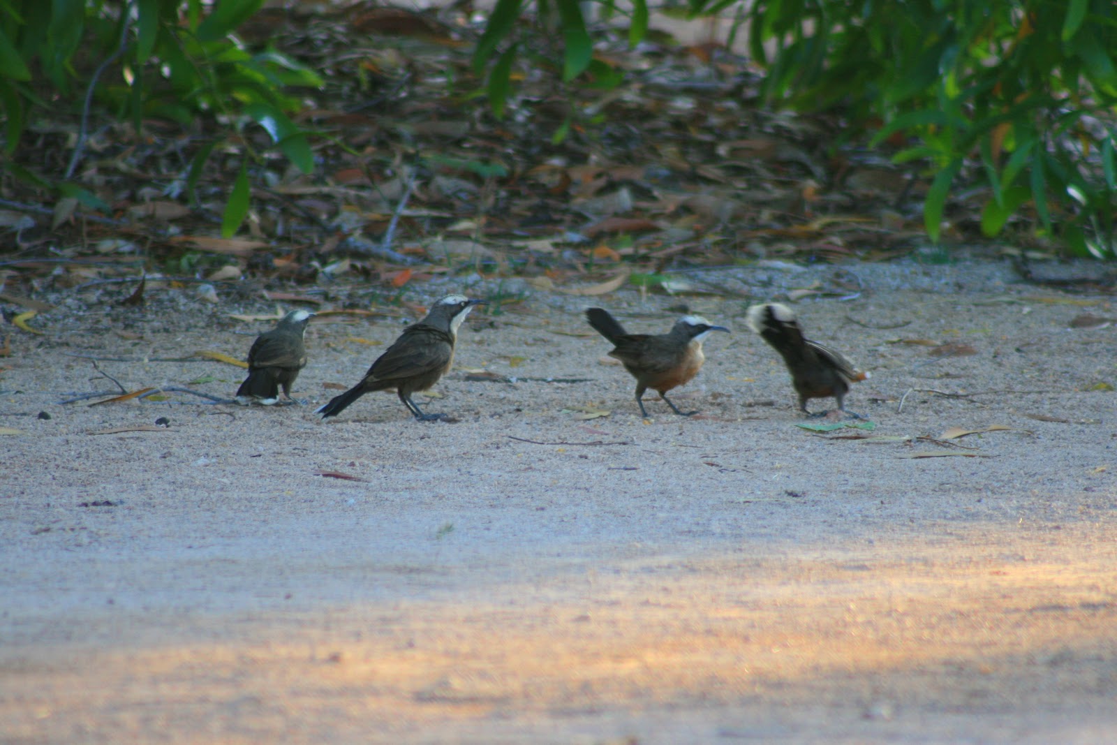 Geoff Thompsons Blog: My Favourite Birding Spots