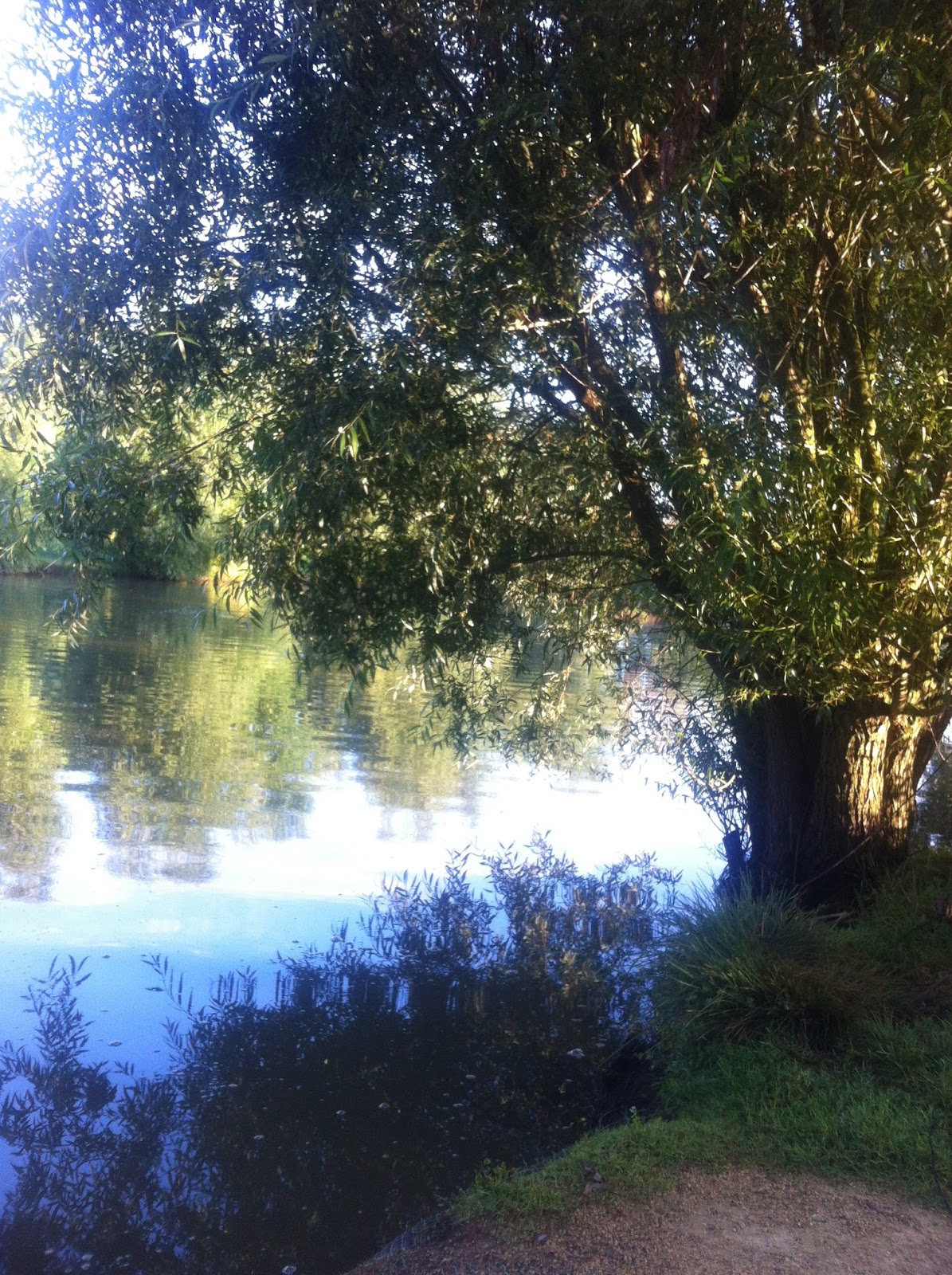 UK fishing venues: Rising Sun Fisheries (Lake 2) - Venue Review